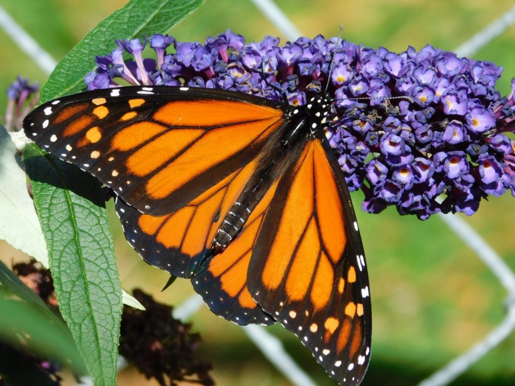 Virginia Tech Insect ID Lab | Department of Entomology | Virginia Tech